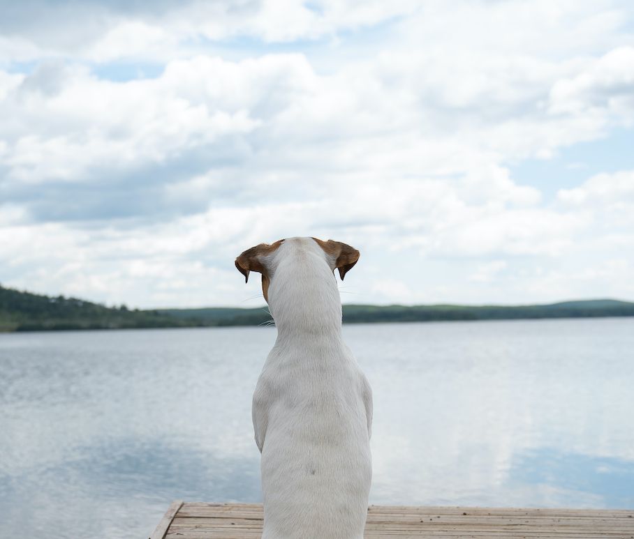 Dog News